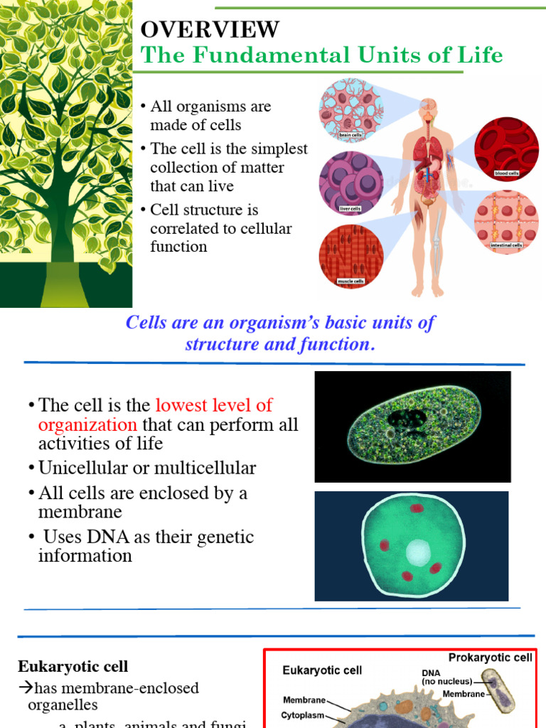 Synchronous - Cell Theory - September 9 | PDF | Cell (Biology) | Prokaryote