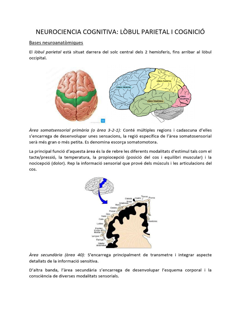 Lobul Parietal I Cognició | PDF