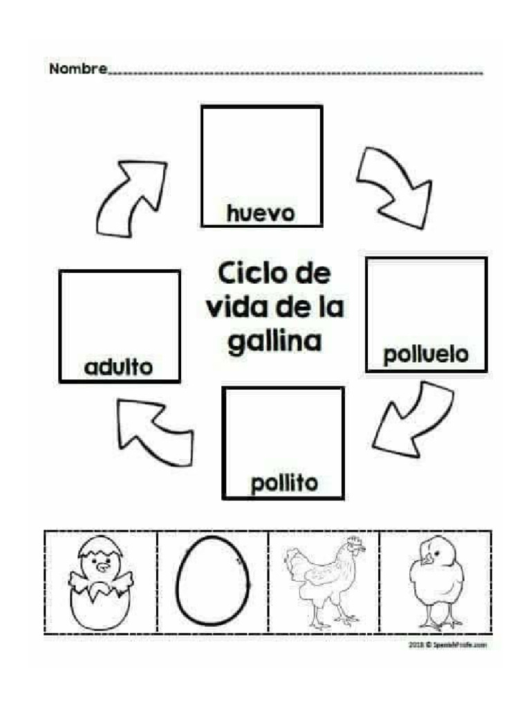 Ciclo de Vida de La Gallina | PDF