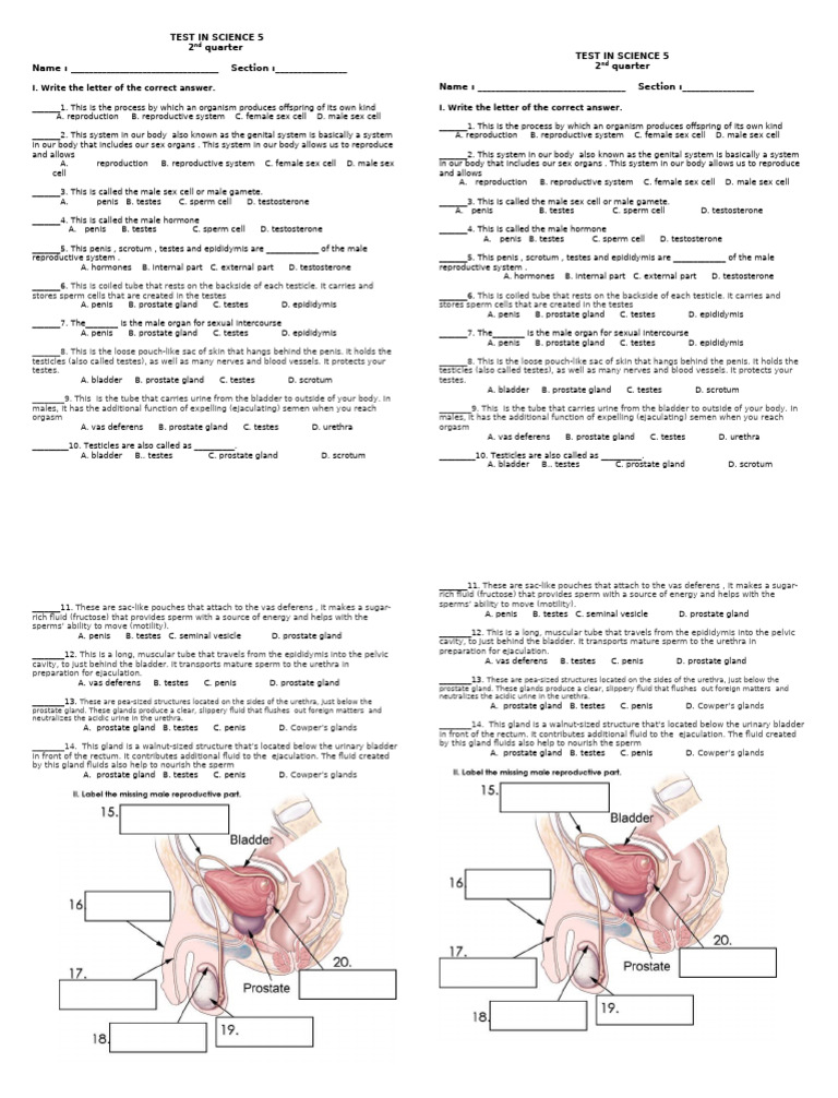 Test In Male Reproductive System 2nd Qtr Pdf Testicle Prostate