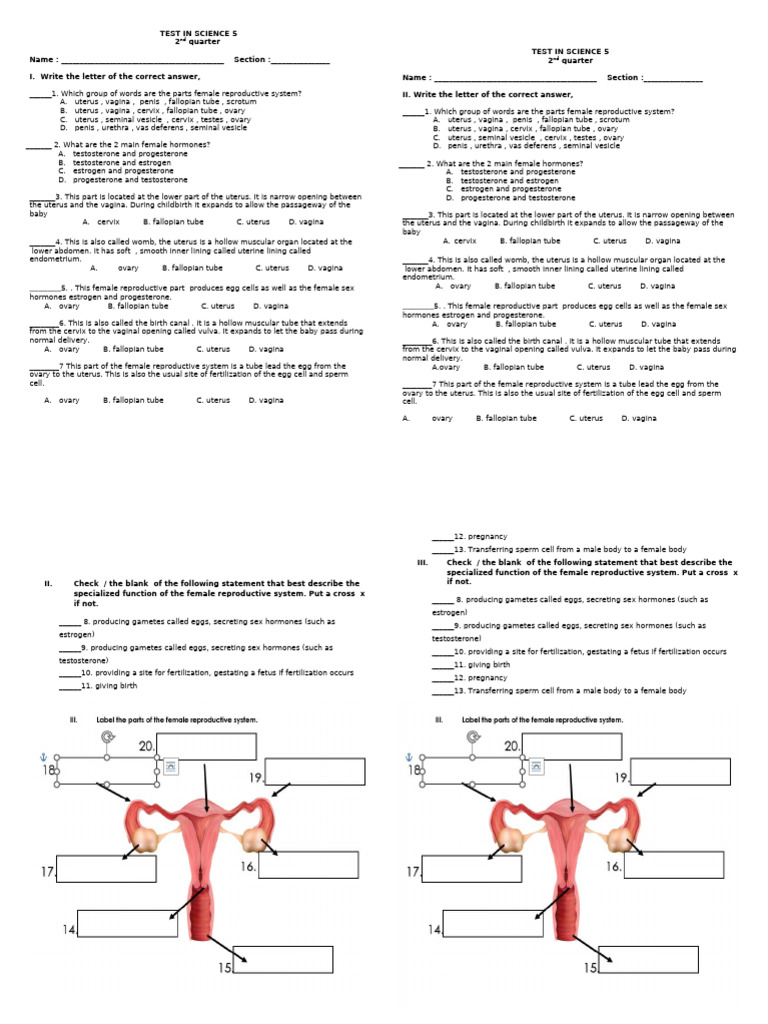 Female Reproductive System Quiz | PDF | Reproductive System | Uterus