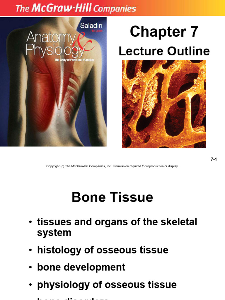 Chapt07 - Lecture Skeletal System | PDF | Bone | Osteoblast