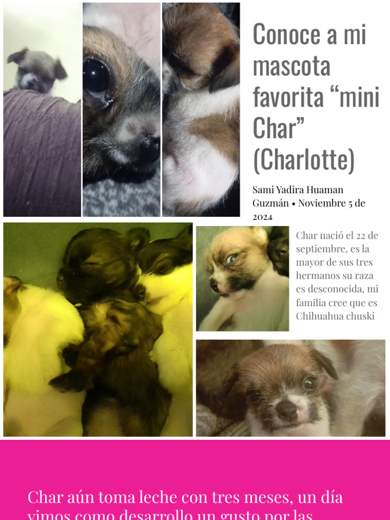 Conoce a Mini Char, mi mascota favorita | PDF | Ciencias sociales ...