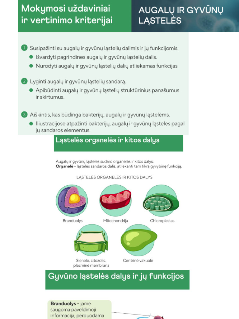 Augalu Ir Gyvunu Lasteles | PDF