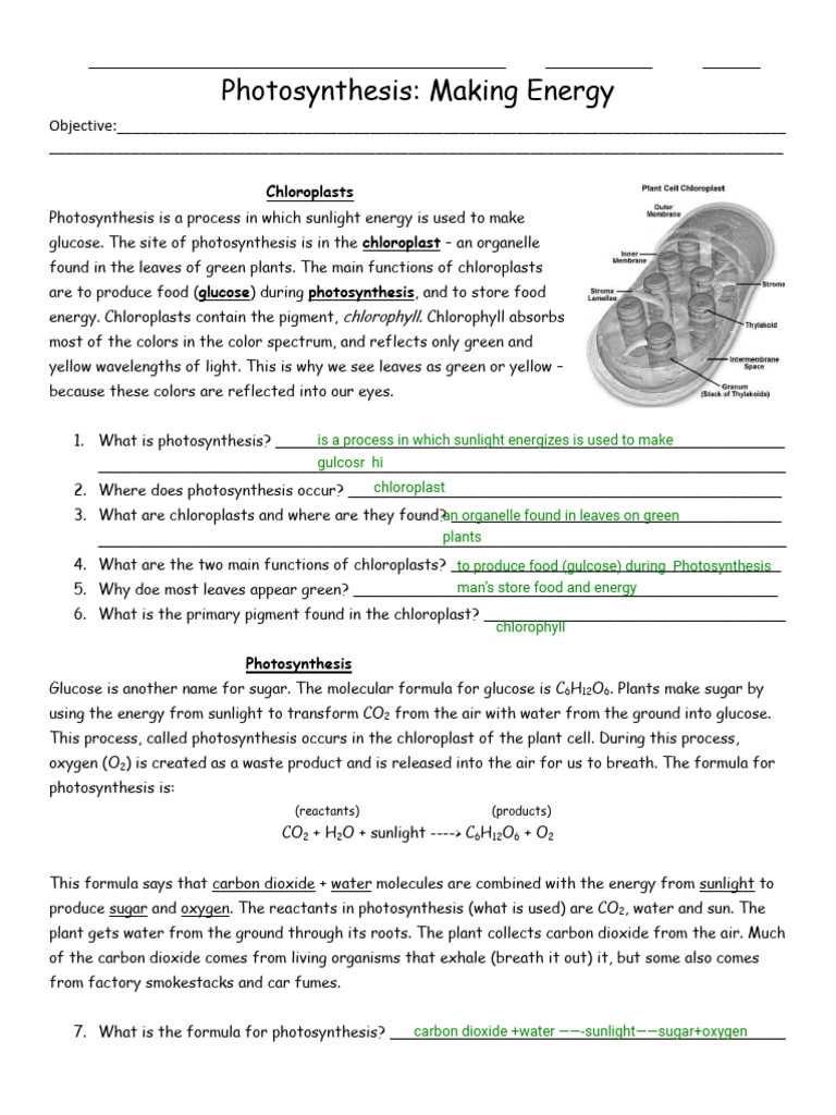 Kami Export - Jordin Hankerson Cayetano - Photosynthesis - Cellular ...