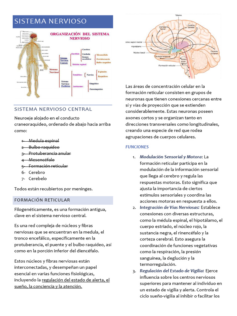 Formación Reticular Pdf Cerebelo Cerebro