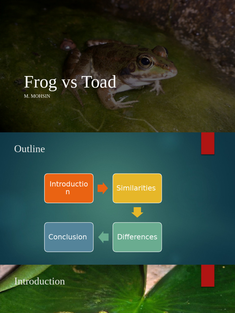 Frog Vs Toad | PDF