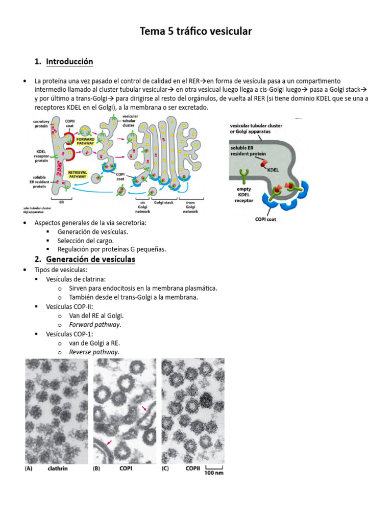 Tráfico Vesicular y Formación de Vesículas | PDF | Chaperona (Proteína ...