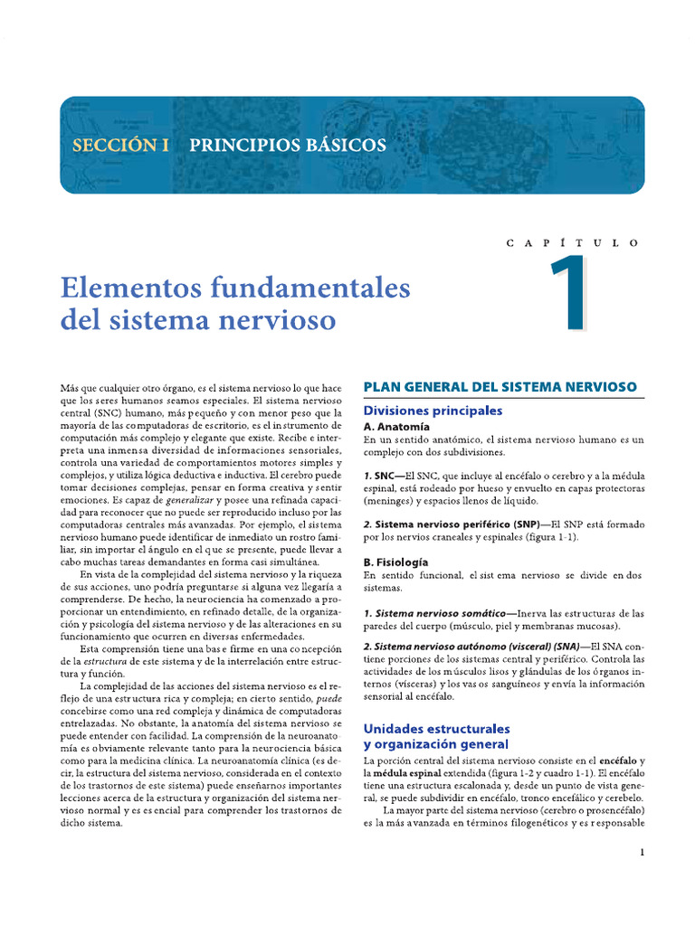 Neuroanatomia Waxman - Principios Básicos (PP 1 - 31) | PDF