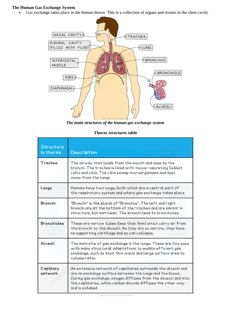 The Human Gas Exchange System | PDF | Lung | Exhalation