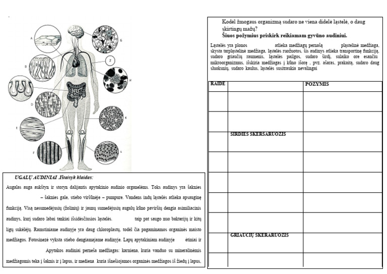 Audiniai Klases Darbas | PDF