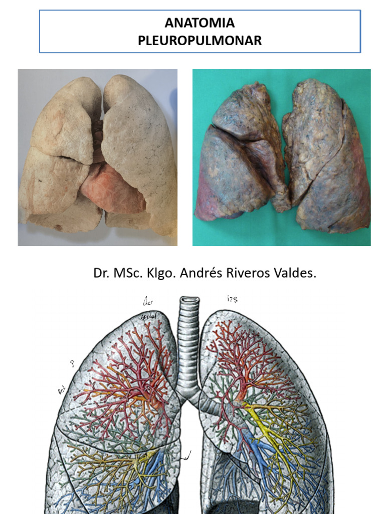 Clase Anatomia Pleuropulmonar 2023 | PDF | Ciencia y matemáticas