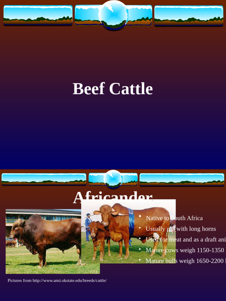 Overview of Popular Beef Cattle Breeds | PDF | Cattle | Livestock