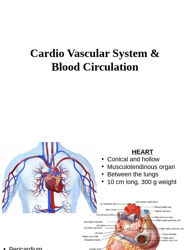 1 Cardiovascular System | PDF | Heart | Heart Valve