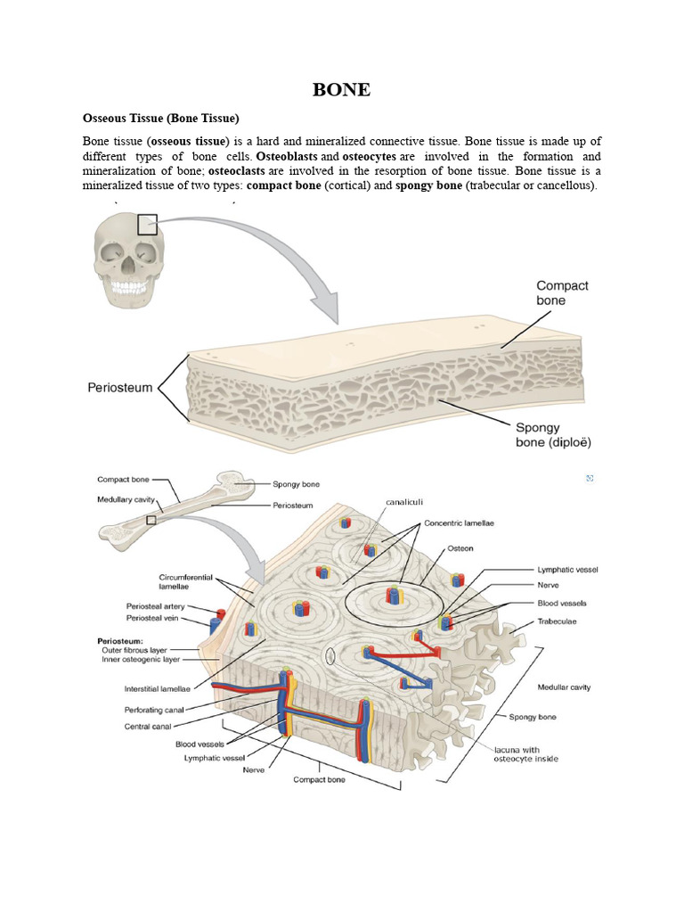Anatomy | PDF | Bone | Osteoblast