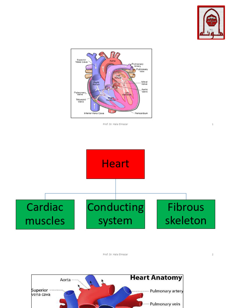 CVS Module Histo 2 24 25 | PDF | Heart Valve | Cardiac Muscle