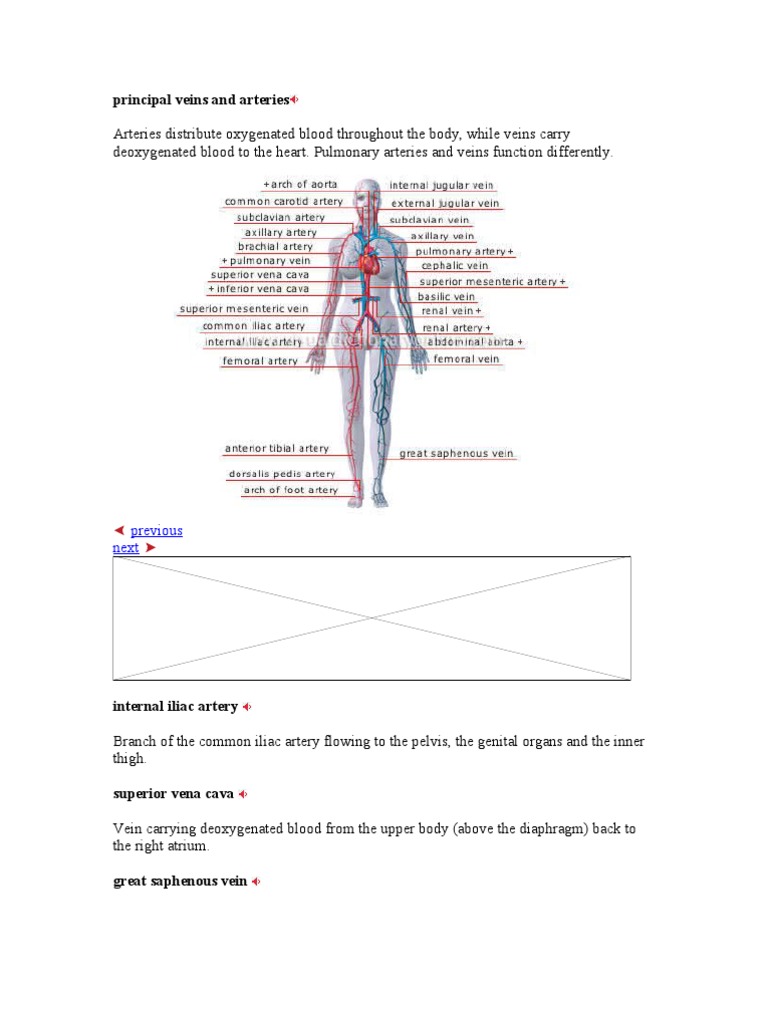 Principal Veins and Arteries | Vein | Aorta
