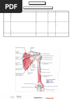 Netter - Atlas of Human Anatomy | PDF | Abdomen | Pelvis