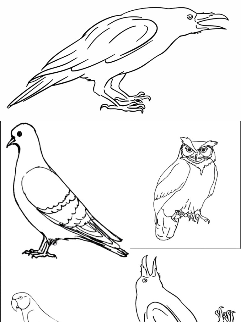 Crow | PDF