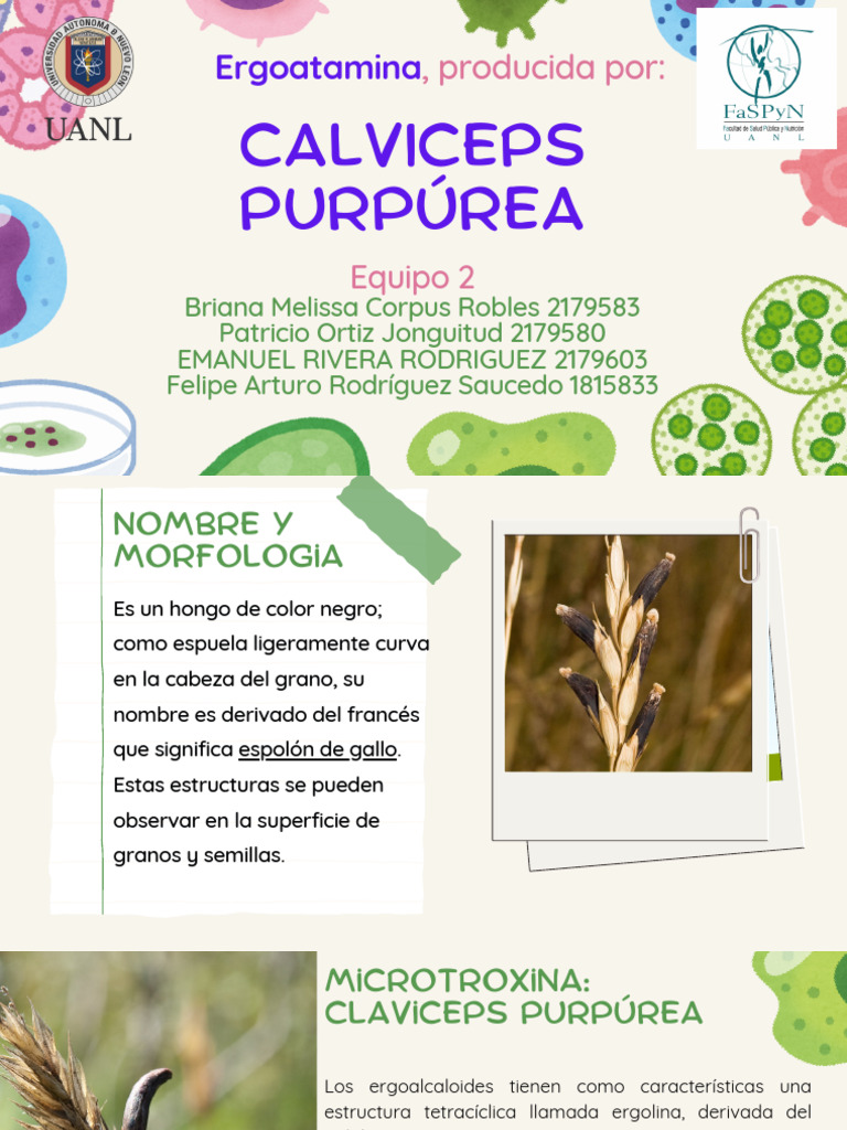 Calviceps Purpúrea | PDF | Medicina CLINICA
