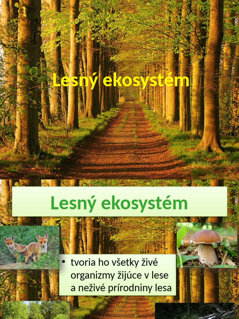 5.roč.-Lesný Ekosystém Prezentacia | PDF