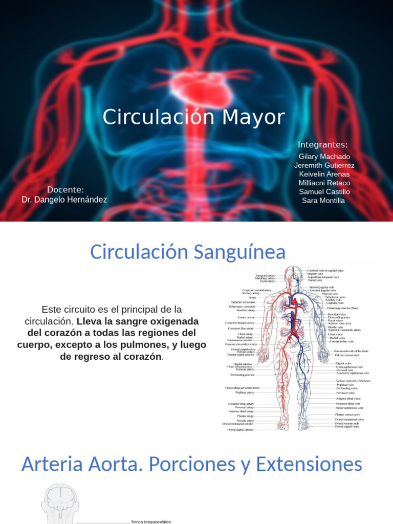 Circulación Sanguínea | PDF | Aorta | Sistema circulatorio