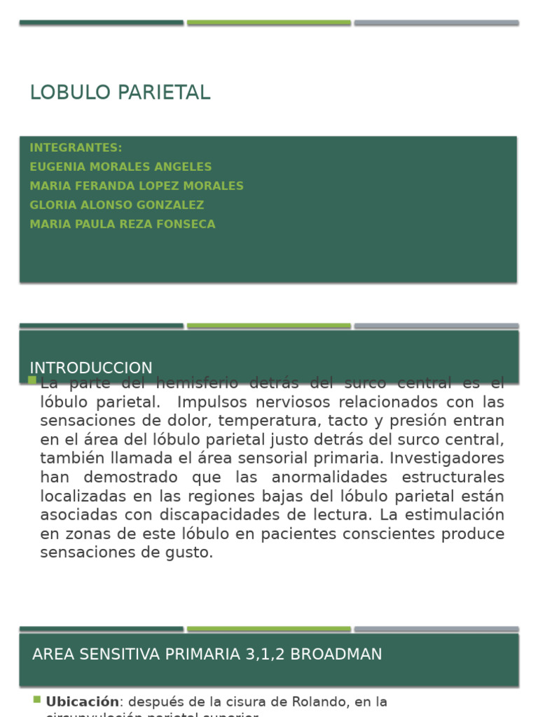 Dolor en el Lóbulo Parietal | PDF | Dolor | Cerebro