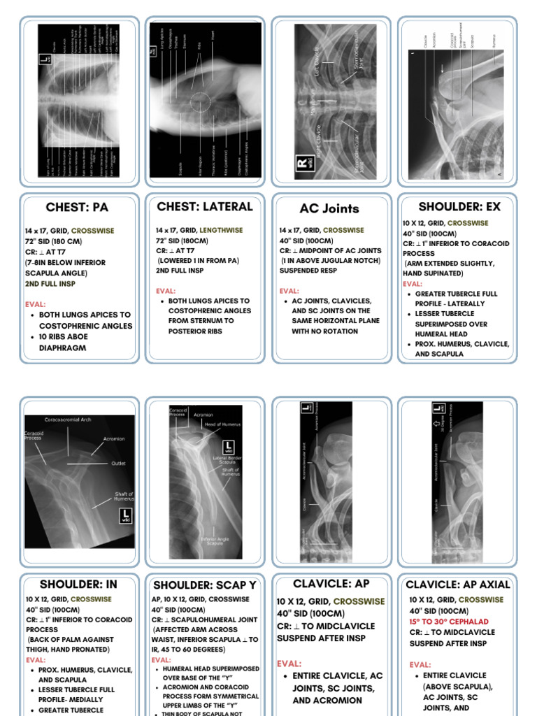 Minimalist Biology Cell Organelles Science Flash Cards | PDF | Ankle | Foot