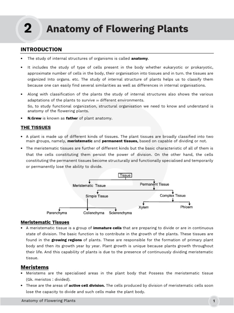 Anatomy of Flowering Plants Class11 | PDF | Tissue (Biology) | Plant Stem