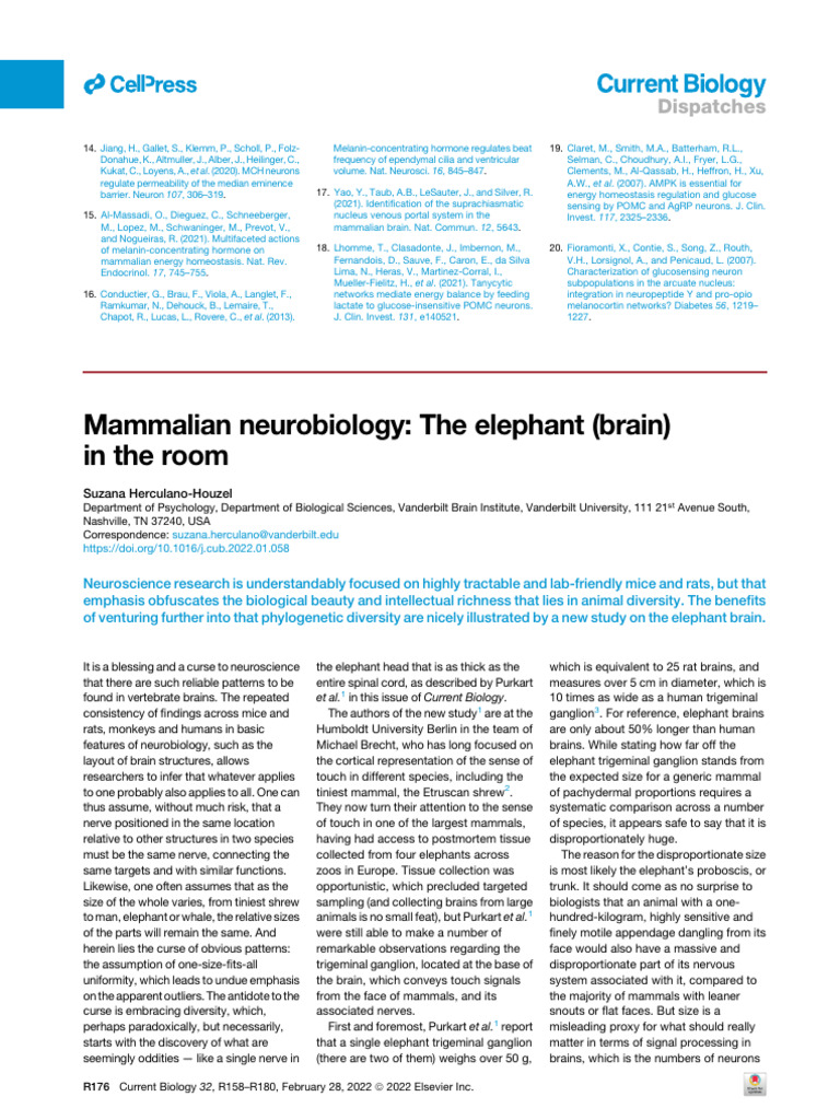 Mammalian Neurobiology The Elephant (Brain) | PDF | Cerebellum | Nerve