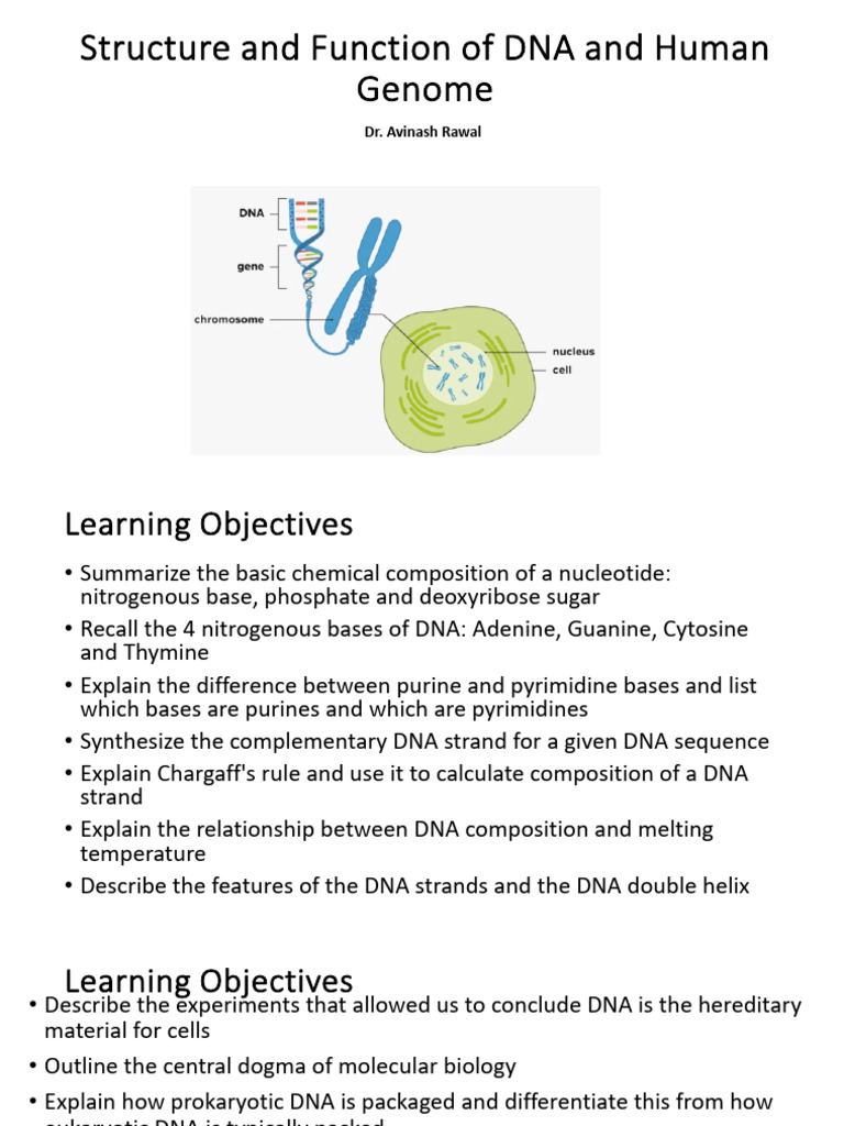 Structure and Function of DNA | PDF | Histone | Dna