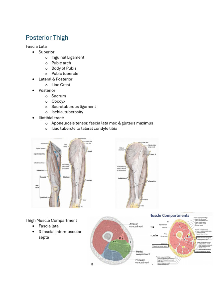 Posterior Thigh | PDF | Human Leg | Pelvis