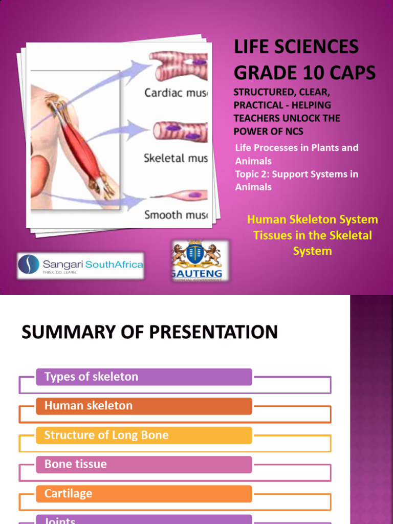 14 July Human Skeletal System Tissues | PDF | Skeleton | Bone