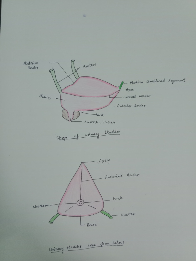 Urinary Bladder and Urethra | PDF | Animal Anatomy | Anatomy