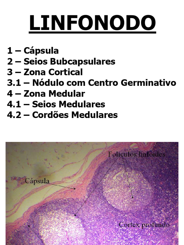 Histologia do Linfonodo | PDF | Ciências e Matemática