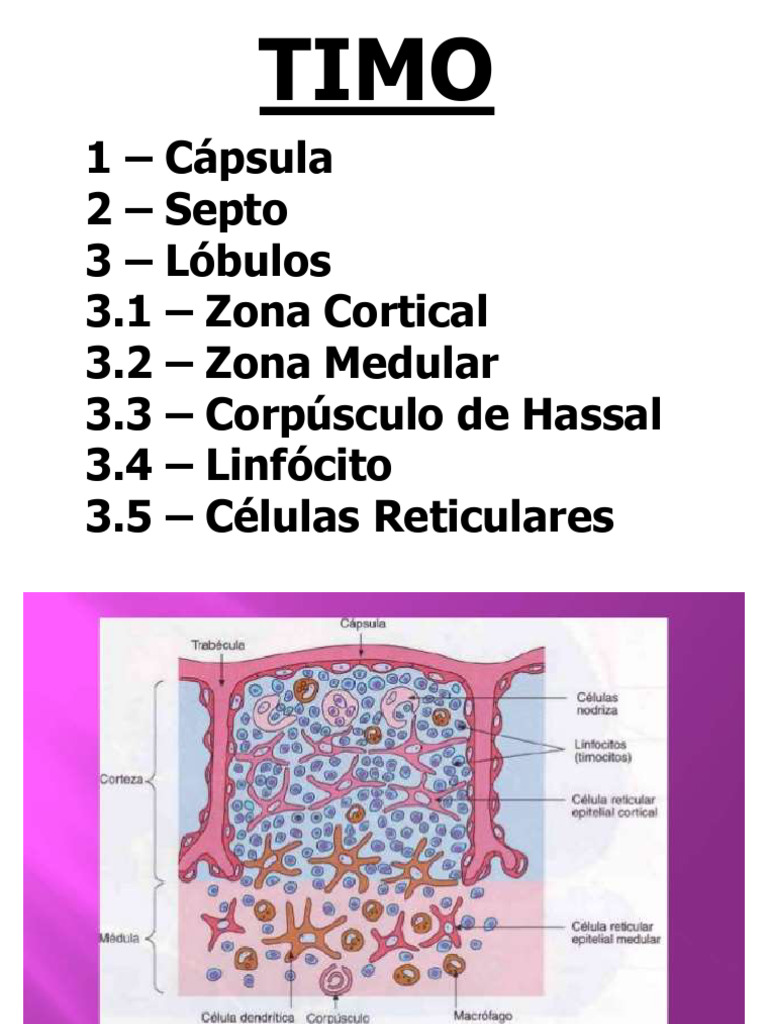 Histologia Dos Sistemas - Objetivos Práticos - 05 - Timo | PDF