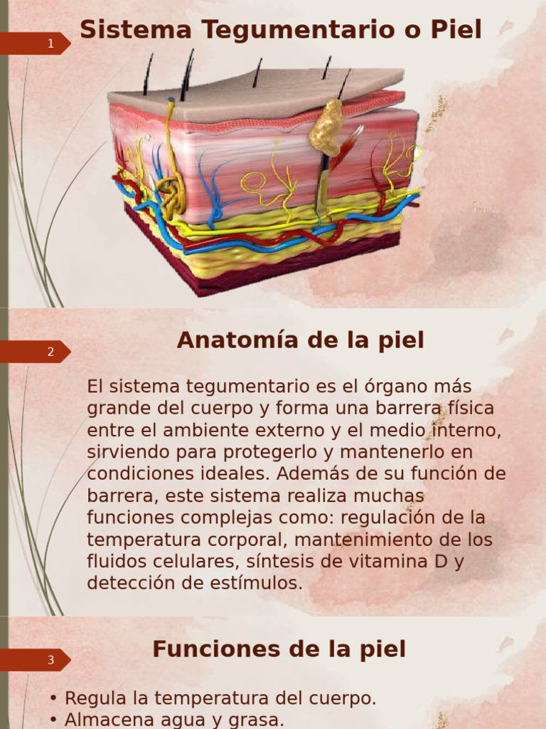 TEGUMENTARIO | PDF | Piel | Sistema tegumentario