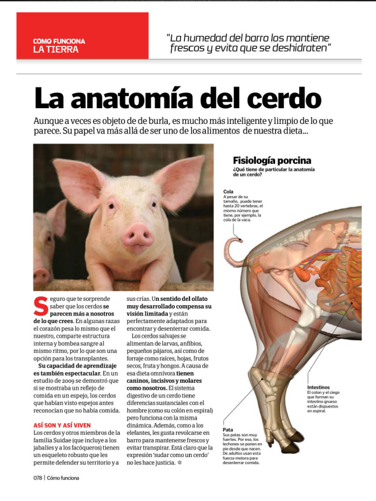 Anatomia Del Cerdo Cómo Funciona | PDF