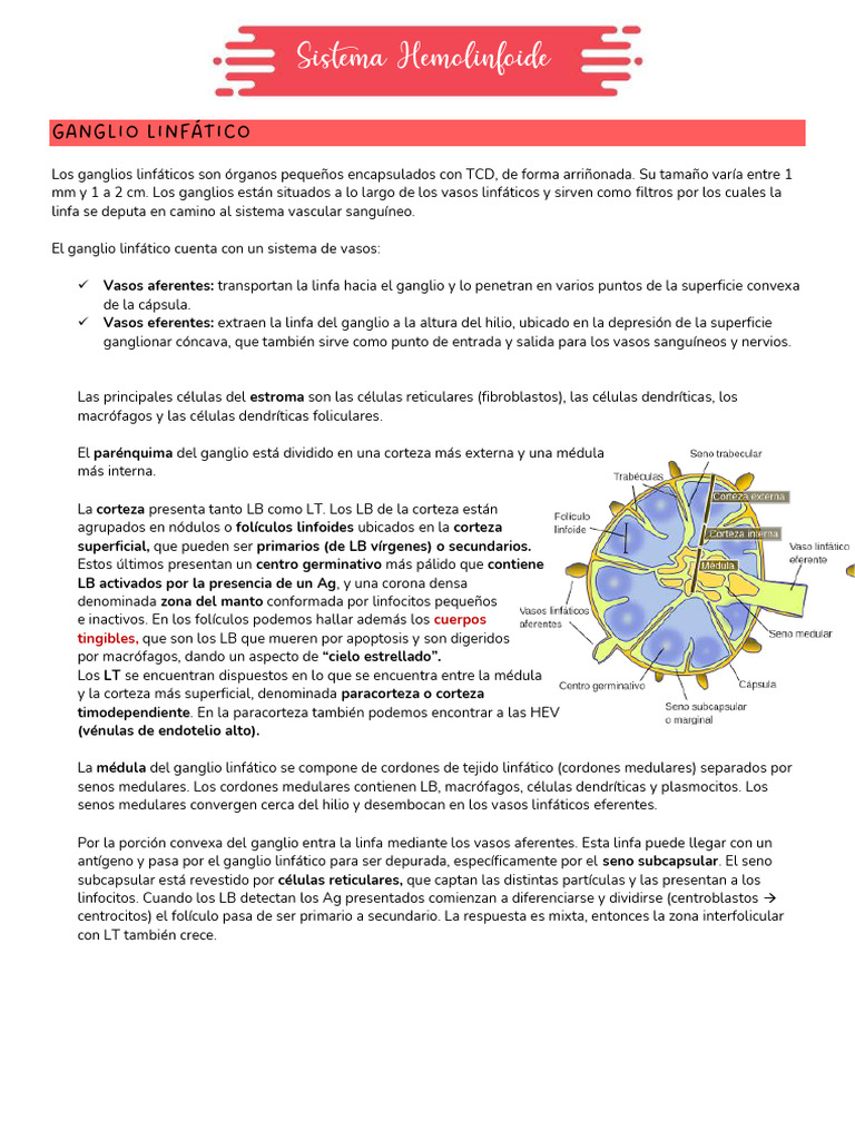 Anatomía y Patología de Ganglios Linfáticos | PDF | Ganglio linfático ...