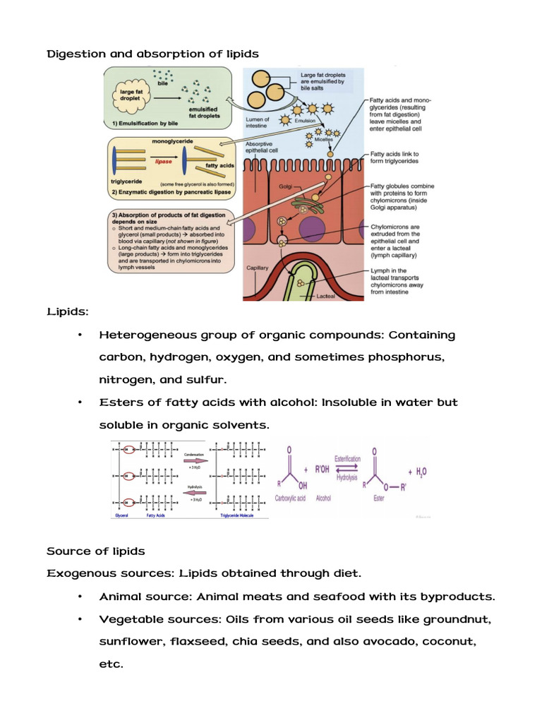Digestion and Absorption of Lipids | PDF | Lipoprotein | Cholesterol