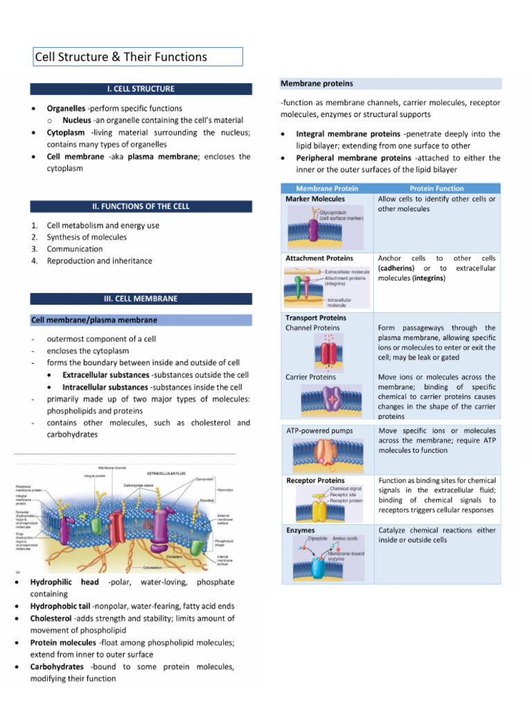 Anaphy Chap 3 4 | PDF