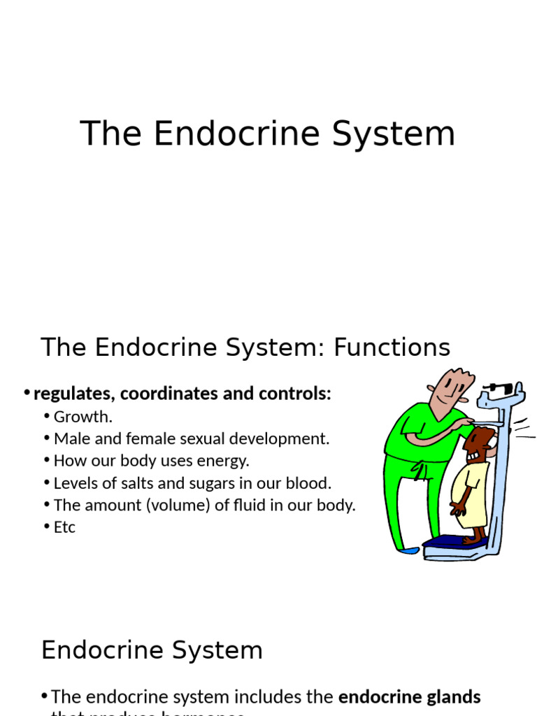 The Endocrine System | PDF | Endocrine System | Adrenal Gland