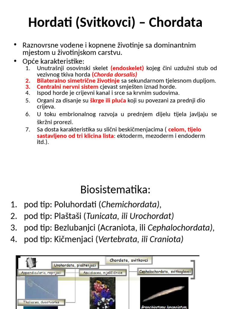 Hordati E28093 Chordata | PDF
