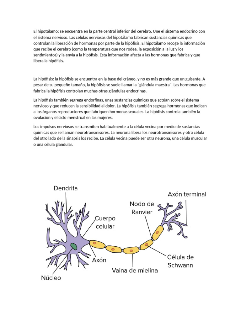 TP de Naturales | PDF | Axon | Neurona