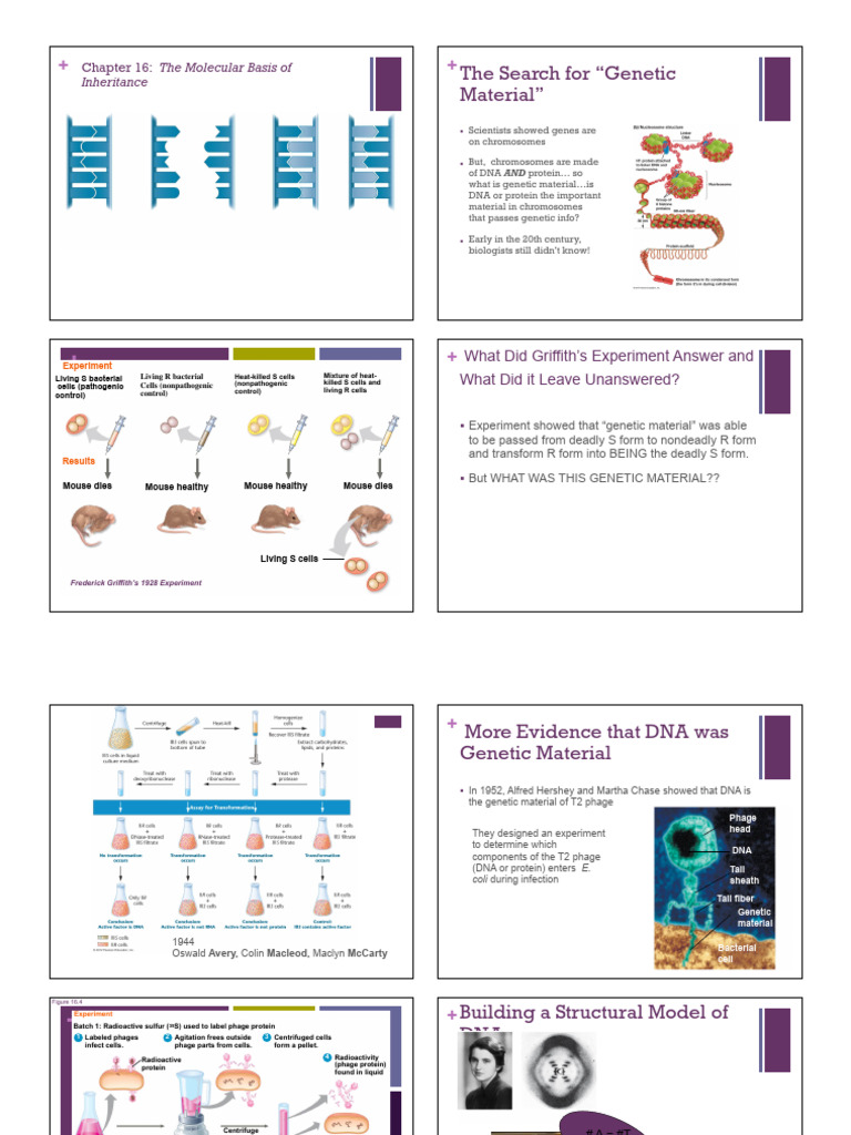 Chapter 16 The Molecular Basis of Inheritance | PDF | Dna Replication ...