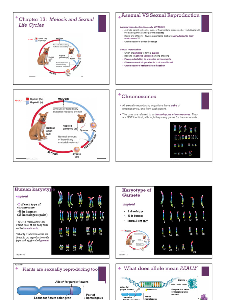 Chapter 13 Meiosis and Sexual Life Cycle | PDF | Meiosis | Allele