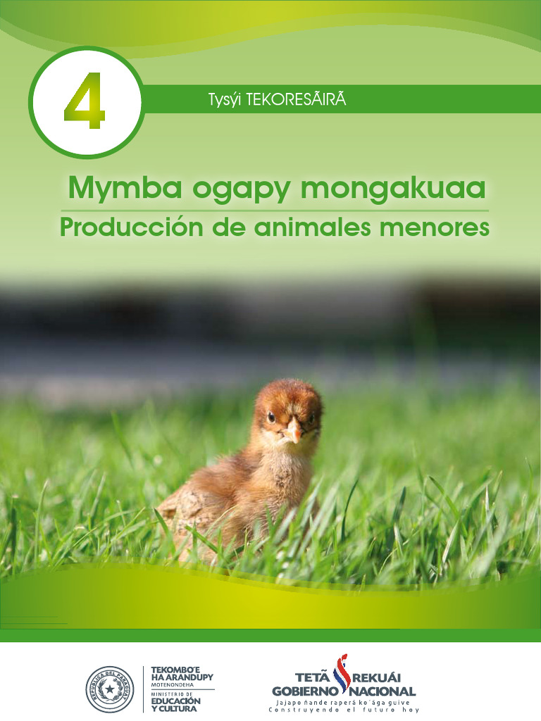 Producción de Aves Caseras Sostenible | PDF | Pato | Maíz