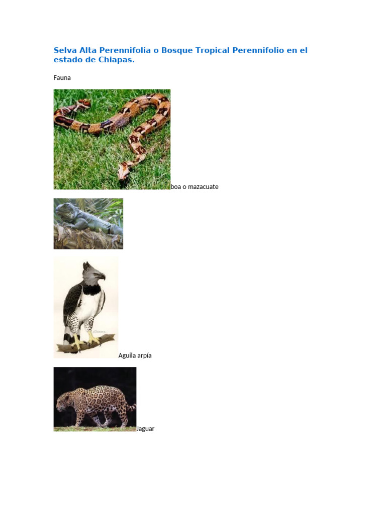 Selva Alta Perennifolia o Bosque Tropical Perennifolio en El Estado de ...
