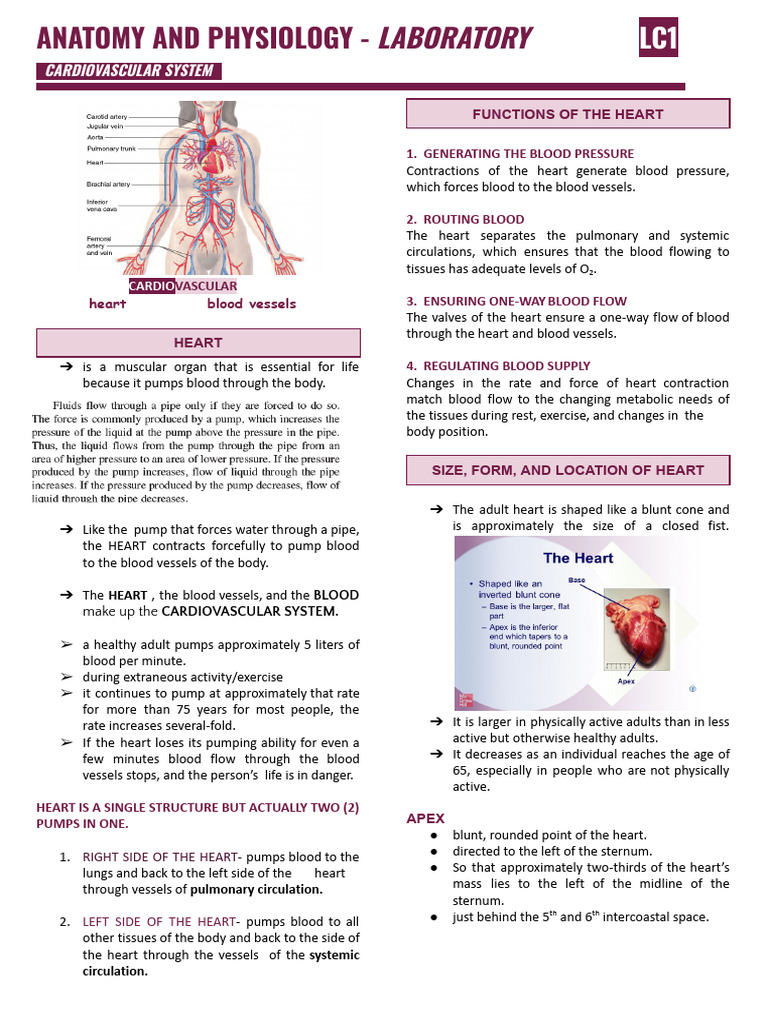 Anaphy Lab | PDF | Heart Valve | Heart