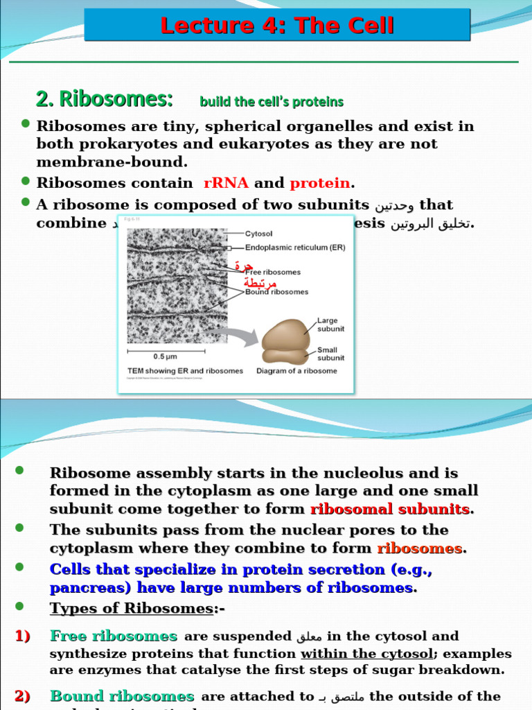 Lecture 4 the Cell-2 (١) | PDF | Endoplasmic Reticulum | Mitochondrion